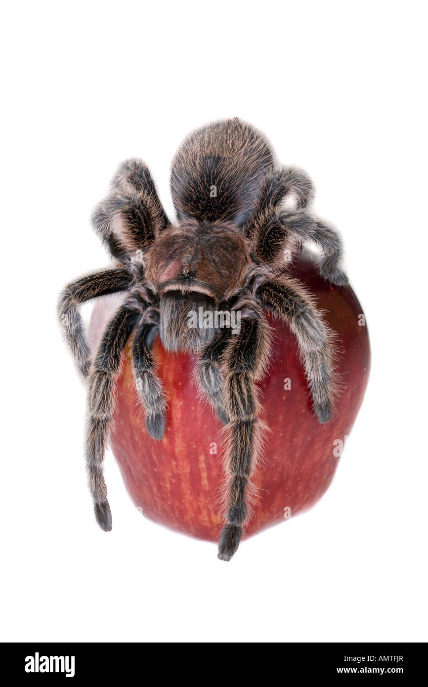 Big brown tarantula spider on a red apple isolated on white background ...