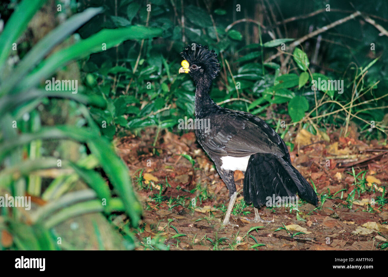 Great Curassow Crax rubra La Selva Organization for Tropical Studies ...