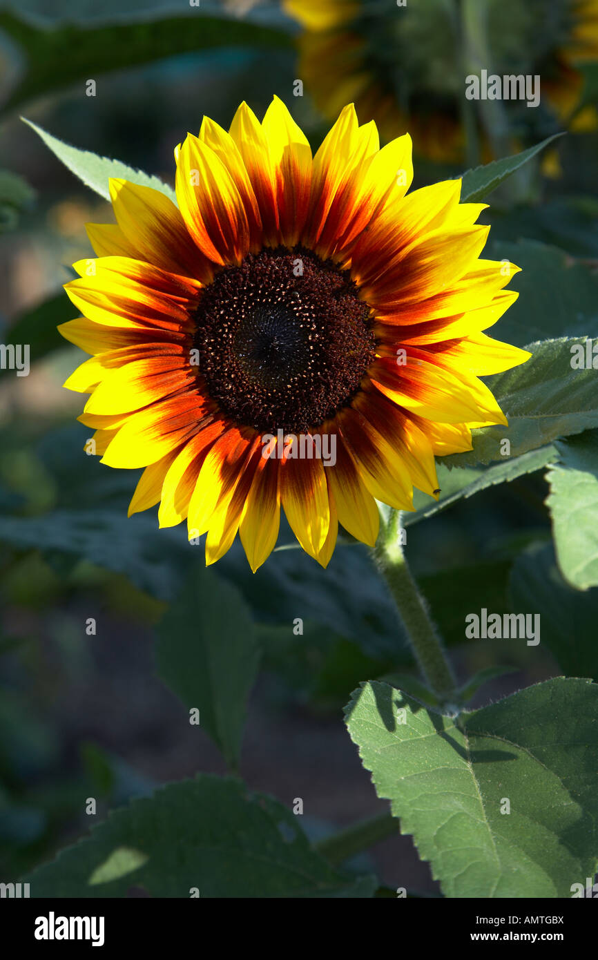 A single Sunflower in full bloom Stock Photo - Alamy
