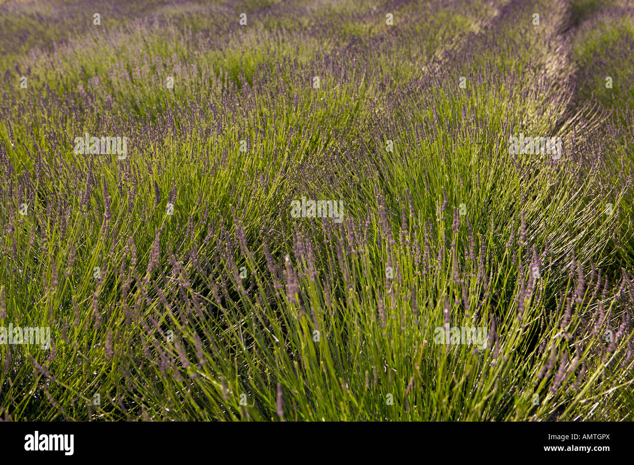 Lavender field by the Rhone River in the city of Avignon, Vaucluse ...