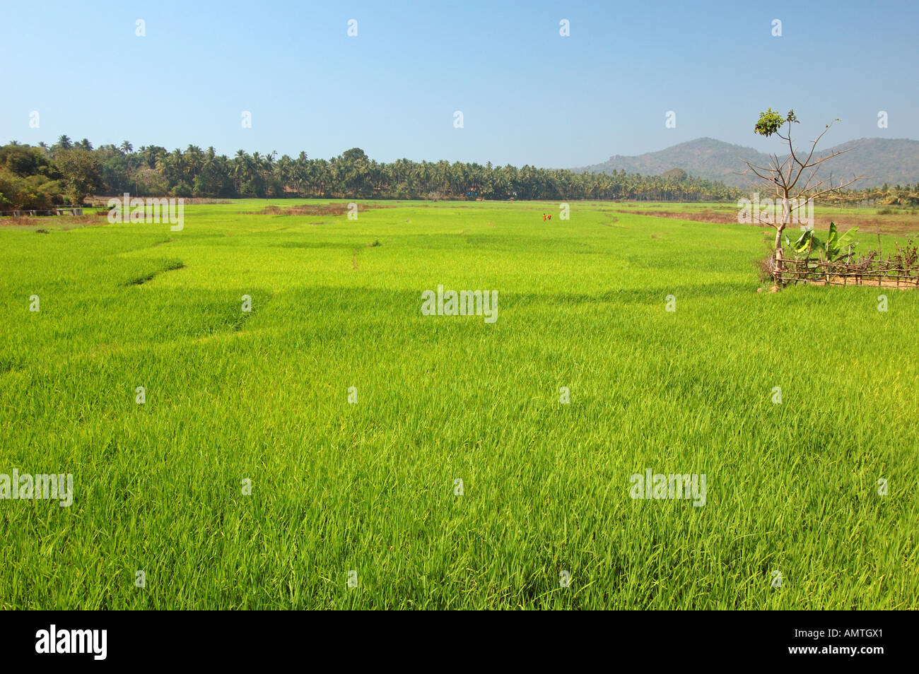 Endless rice paddy hi-res stock photography and images - Alamy