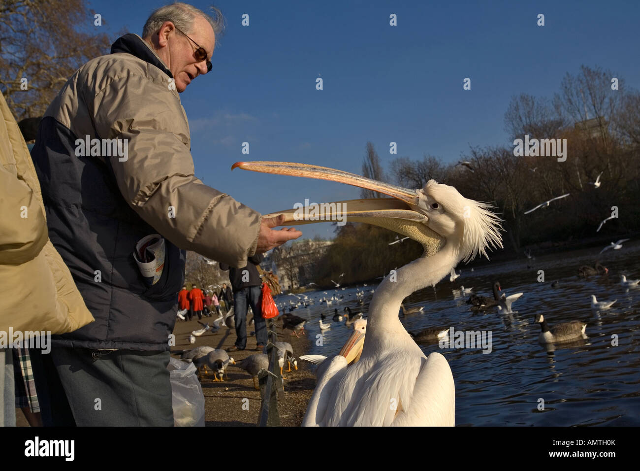 a man puts his hand inside the beak of a pelican in St James's Park in ...