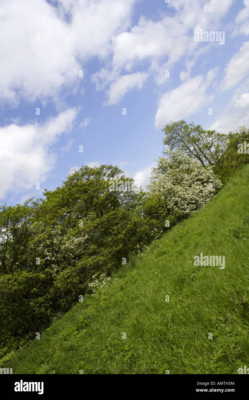 Blue Sky and Greenery in Spring Stock Photo - Alamy