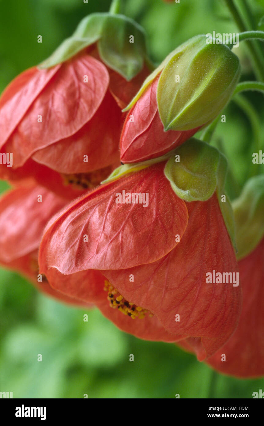 Abutilon 'Marion' AGM ( Indian mallow, Flowering maple, Parlour maple ...
