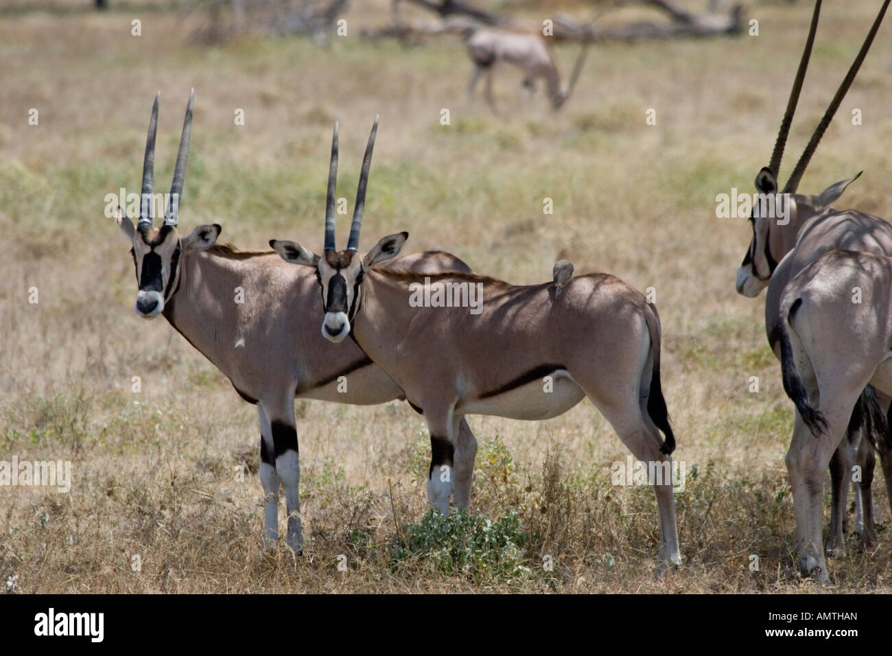 Bull horn acacia tree hi-res stock photography and images - Alamy