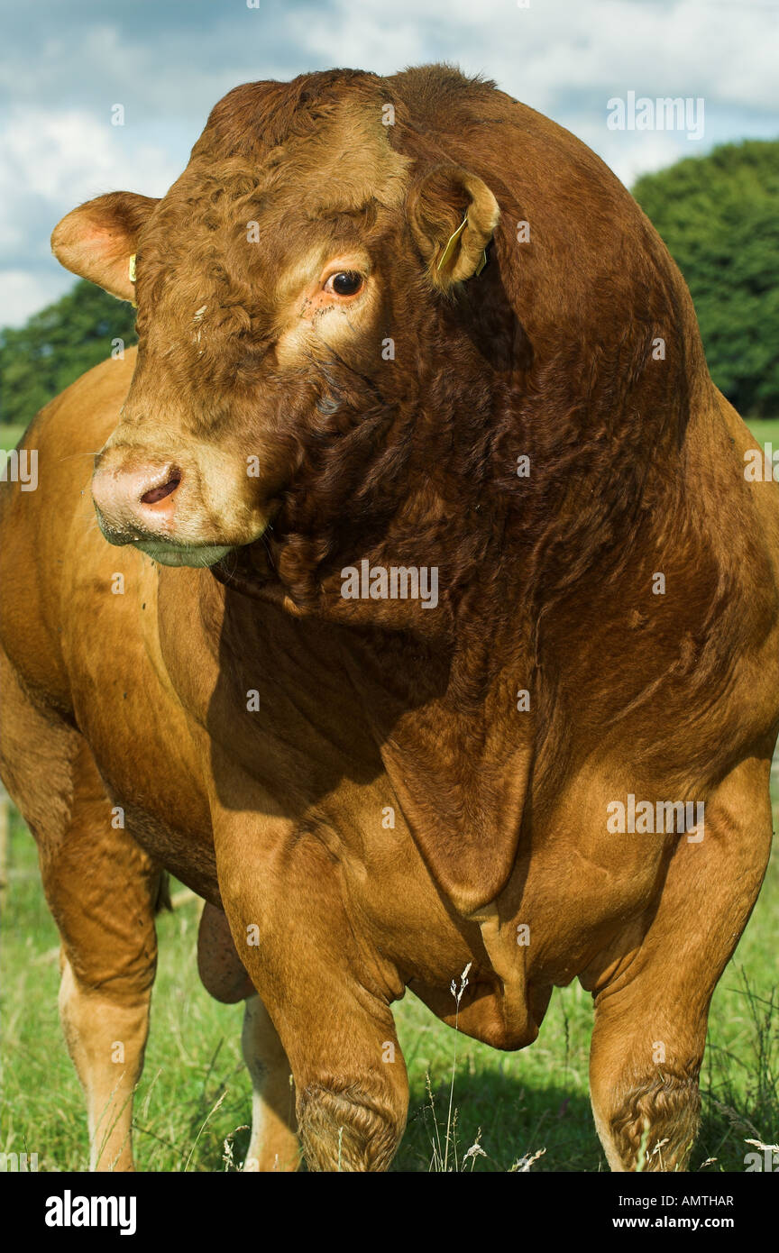 Limousin Bull in field Stock Photo - Alamy