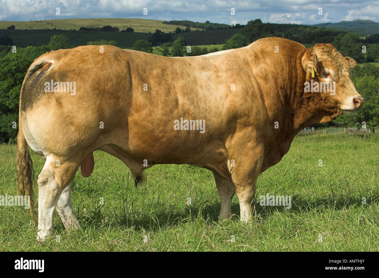 Limousin bull in field Lancashire Stock Photo - Alamy