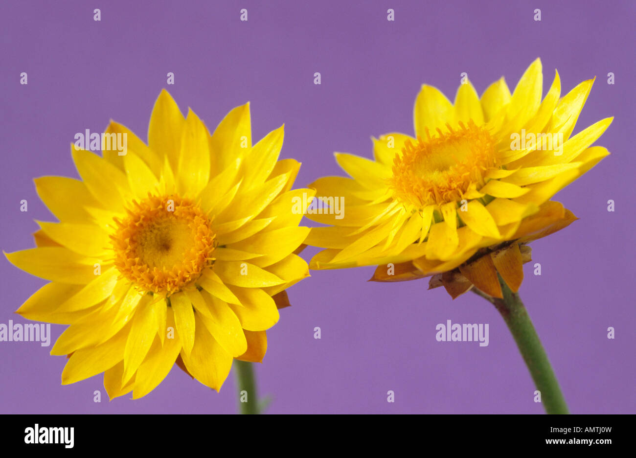 Flower strawflower bracteantha bracteata hi-res stock photography and ...