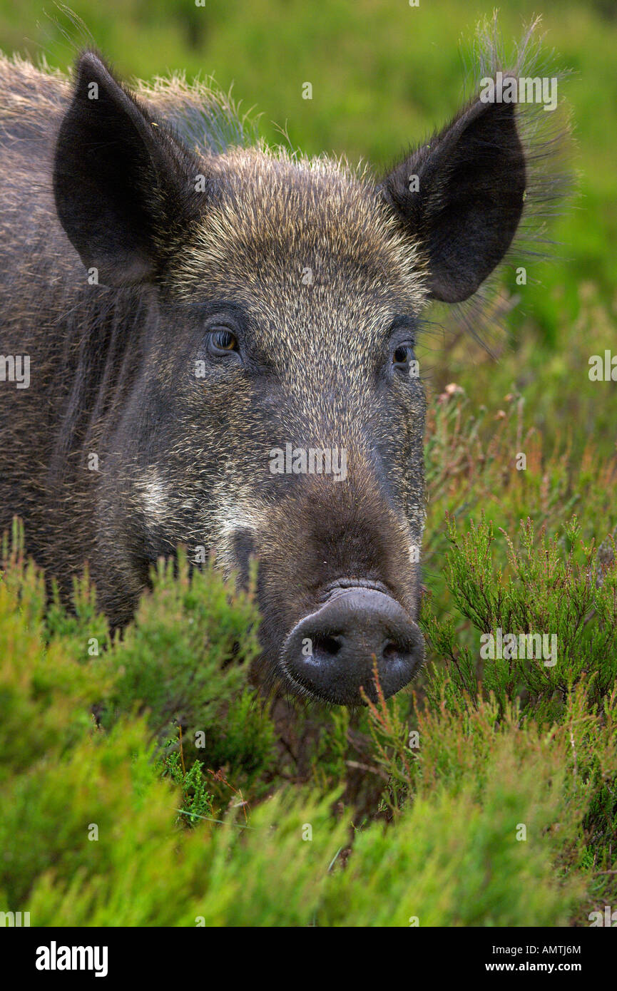 Wild boars scotland hi-res stock photography and images - Alamy