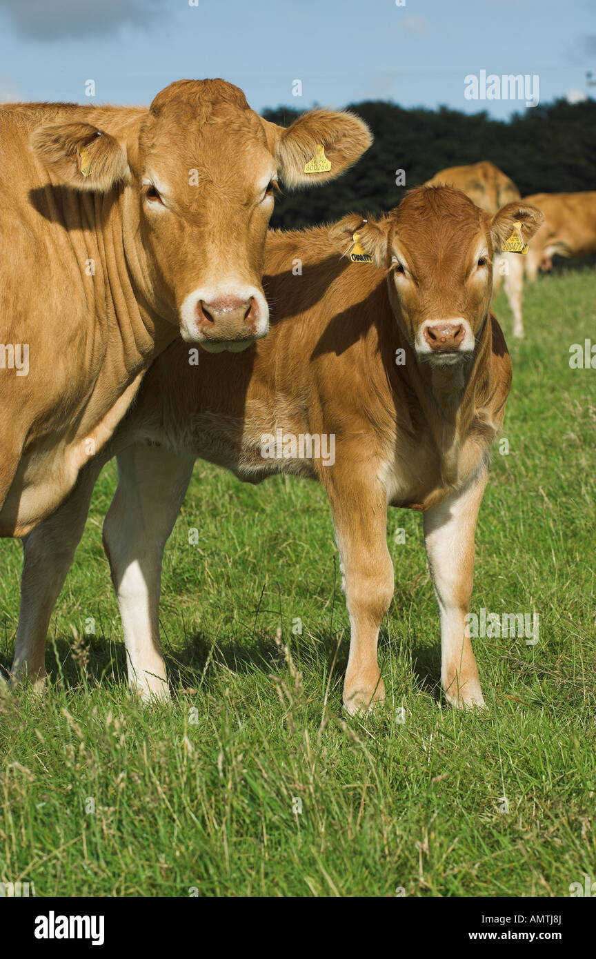 Limousin cow and calf Lancashire Stock Photo - Alamy