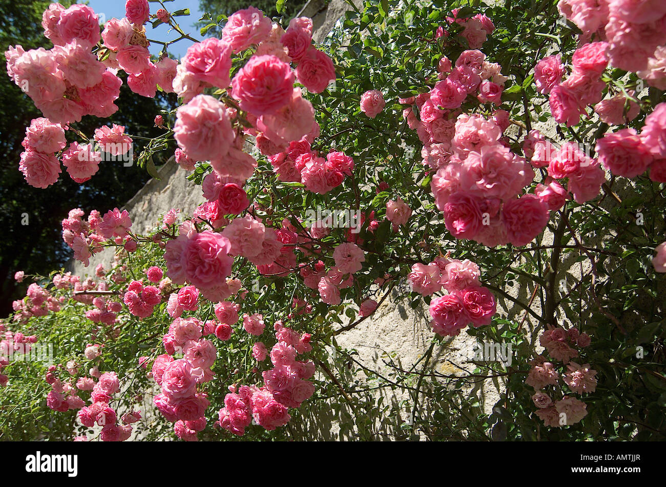 A rose tree Stock Photo - Alamy