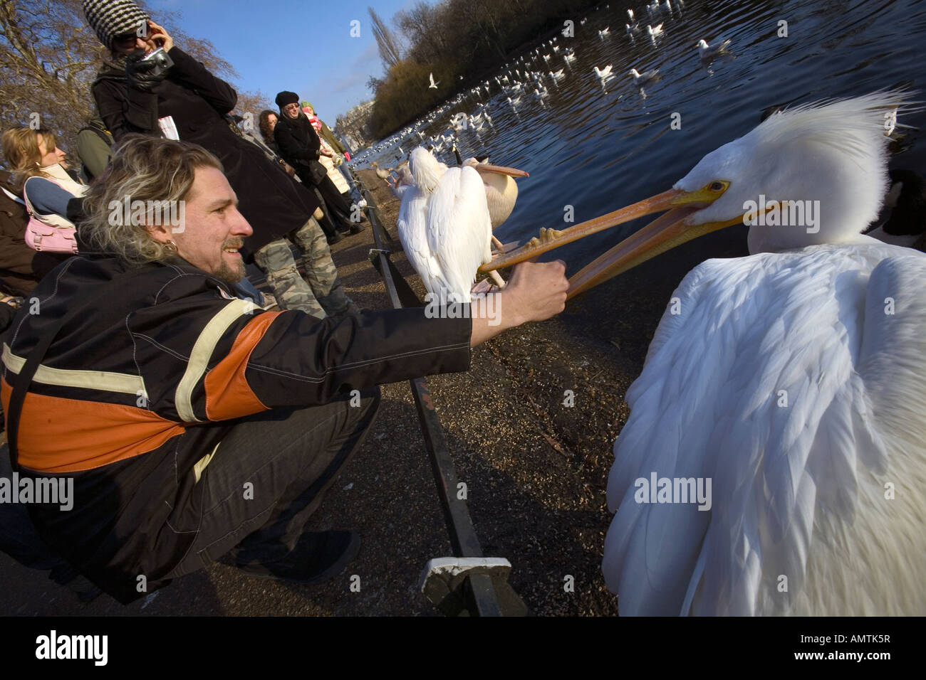 a man puts his hand inside the beak of a pelican in St James's Park in ...
