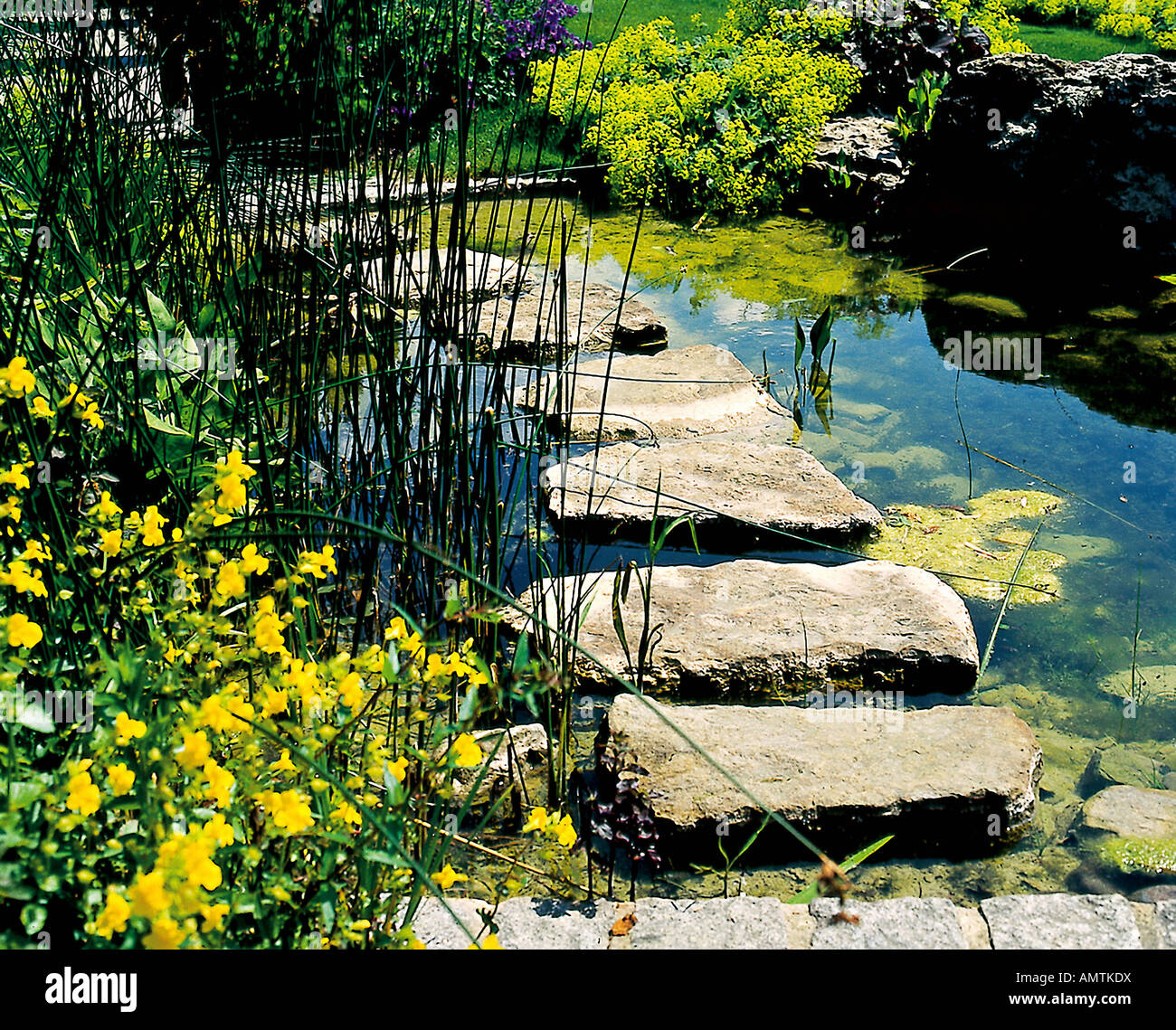 Small biotope pond hi-res stock photography and images - Alamy