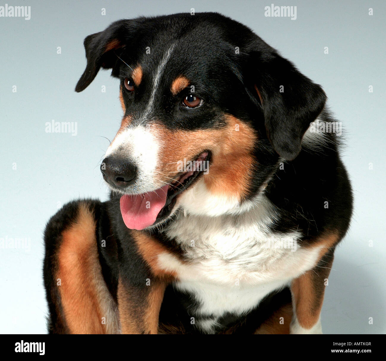 Watchdog symbol hi-res stock photography and images - Alamy