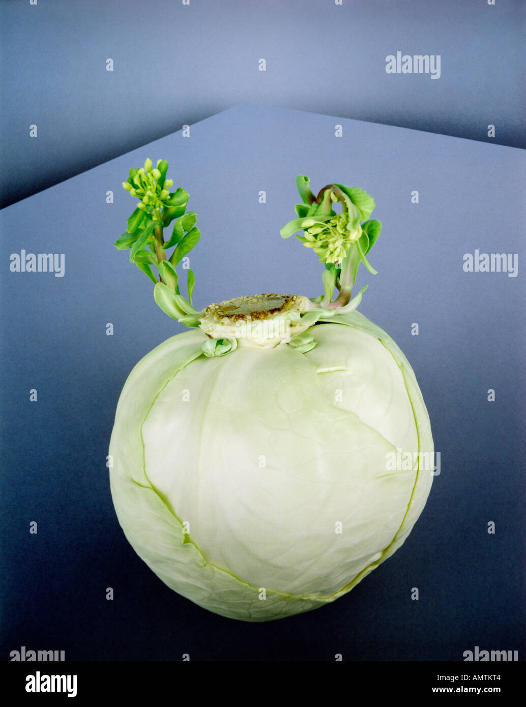 Still life of cabbage growing new shoots explores colour, shape, form ...