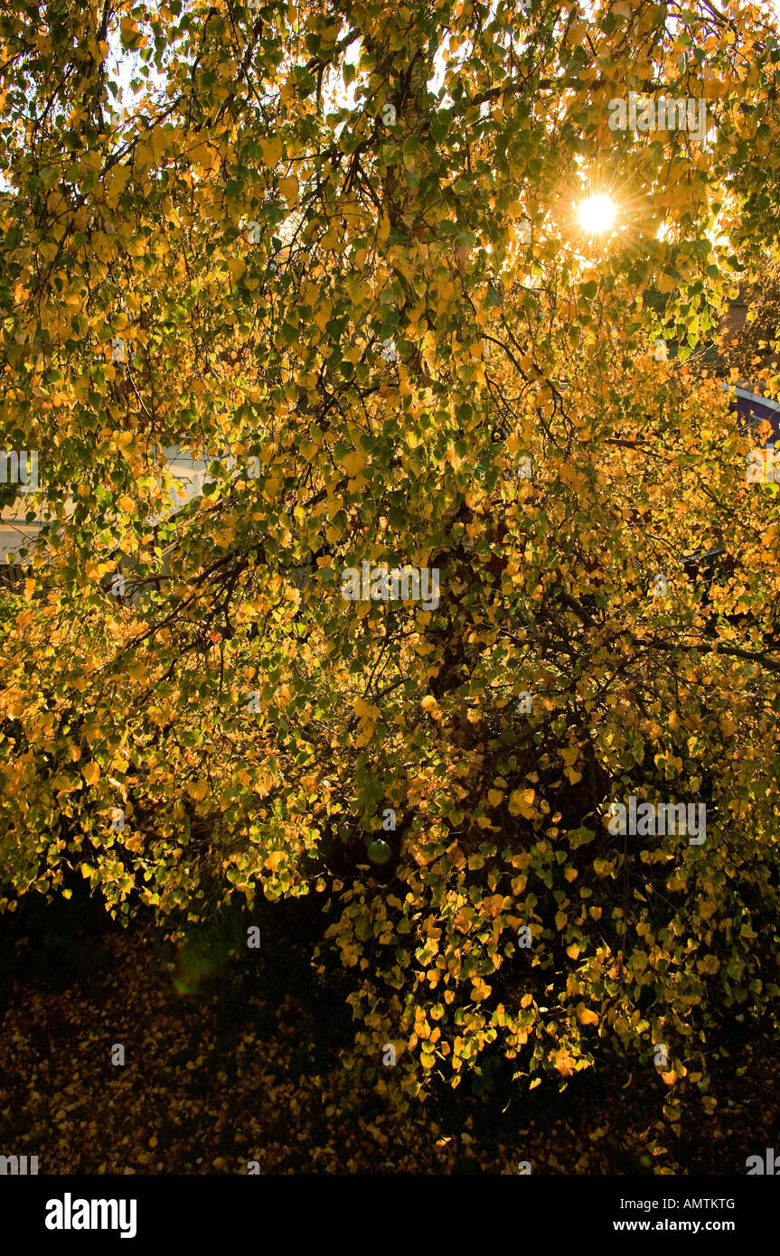 Sunlight shining through the autumn leaves of a Weeping Birch tree ...