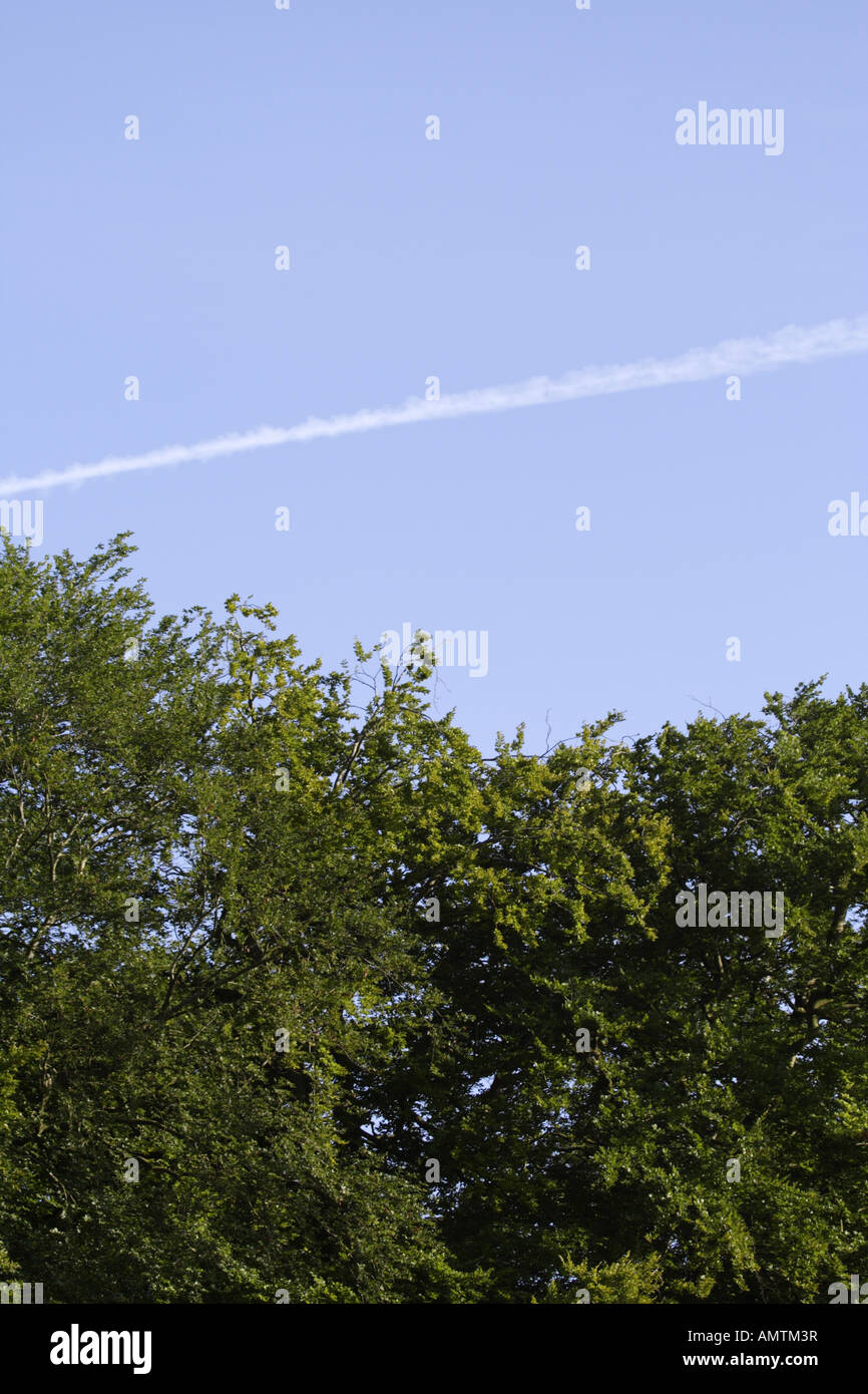 Tree, sky and jet trails Stock Photo - Alamy