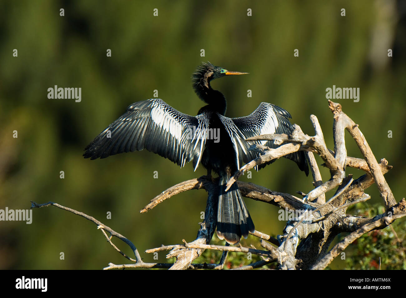 Back view of a breeding Anhinga with wings spread and looking over his ...