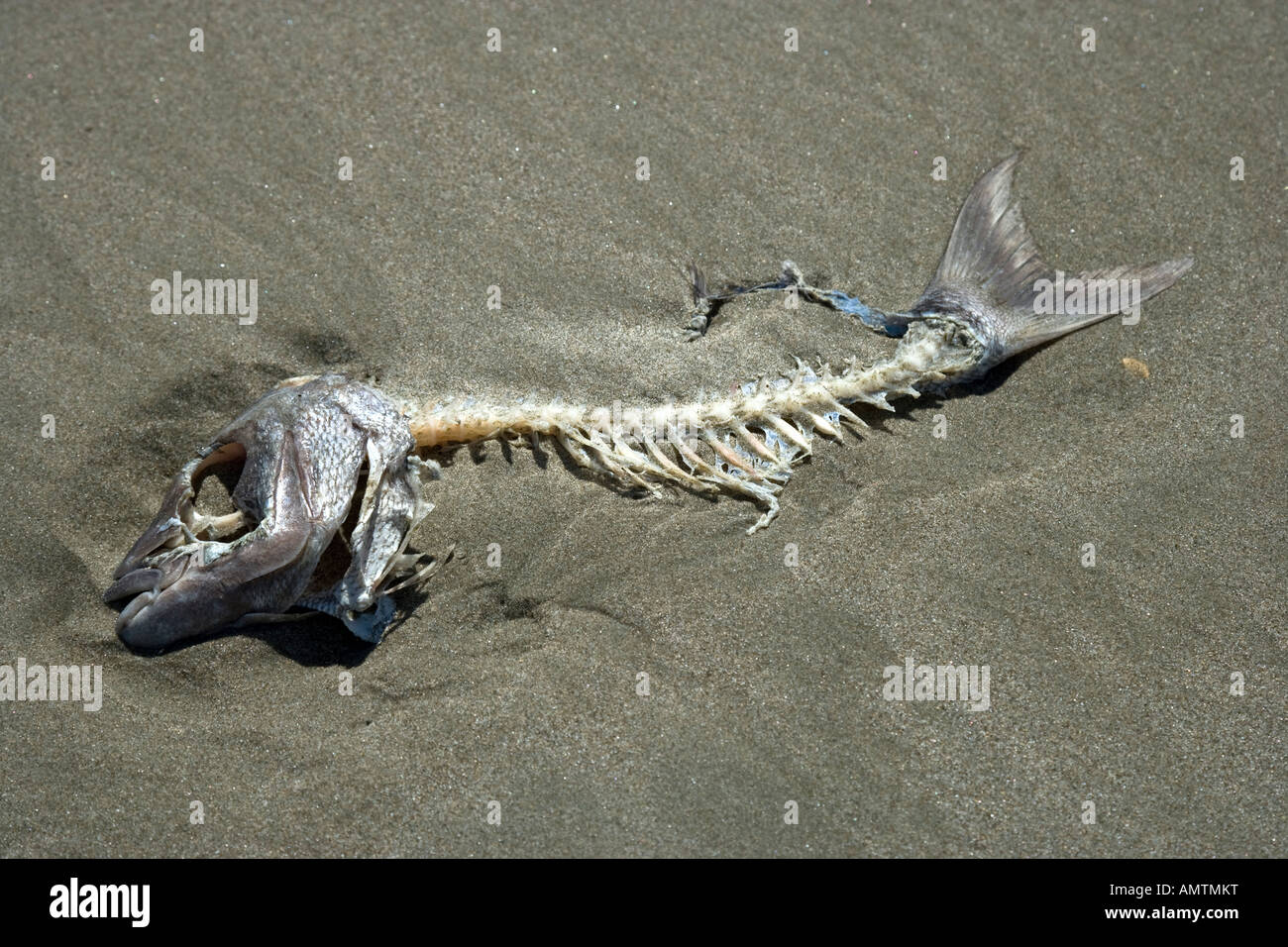 A fish carcass on a beach in New Zealand Stock Photo - Alamy