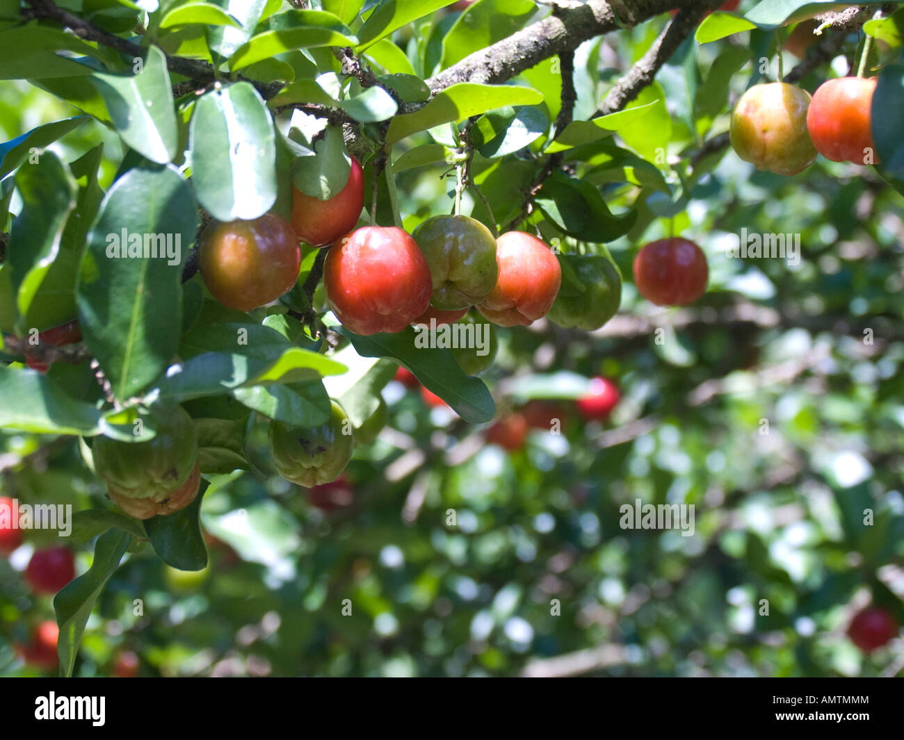 Picture of an acerola tree in the Brazilian Cerrado Stock Photo - Alamy