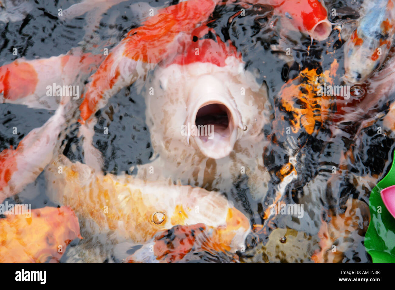 Overcrowded aquarium hi-res stock photography and images - Alamy