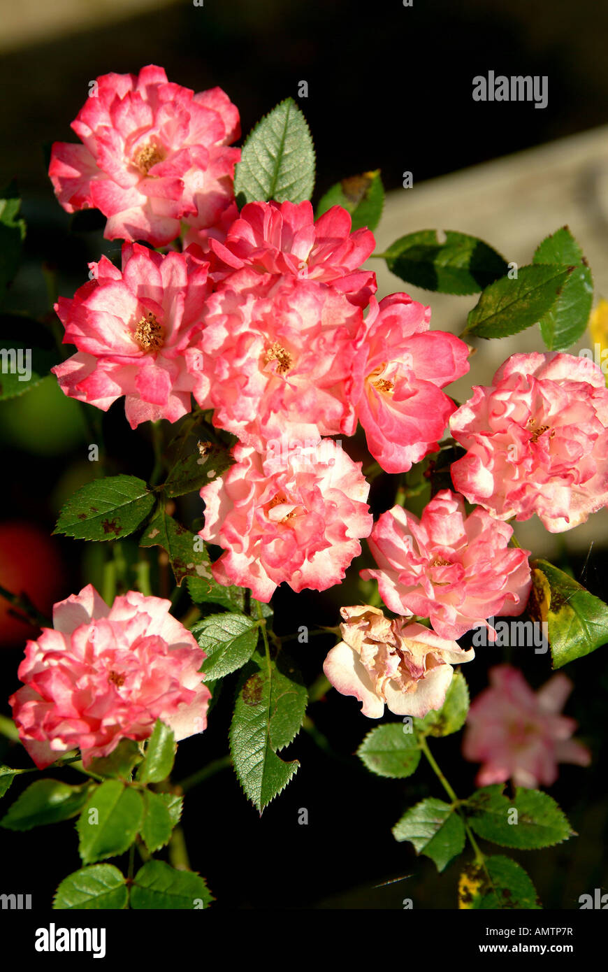 A rose tree Stock Photo - Alamy