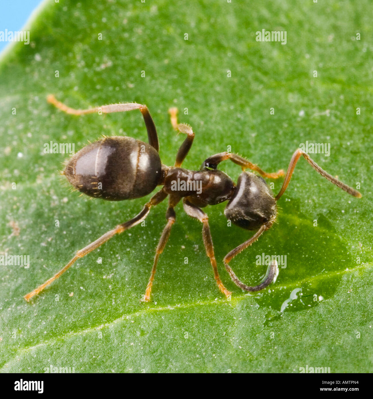 Garden ant lasius niger hi-res stock photography and images - Alamy