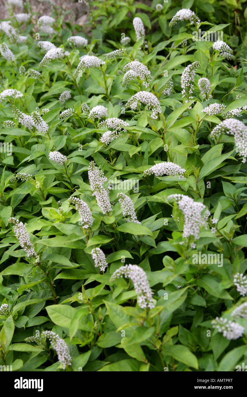 Gooseneck Loosestrife