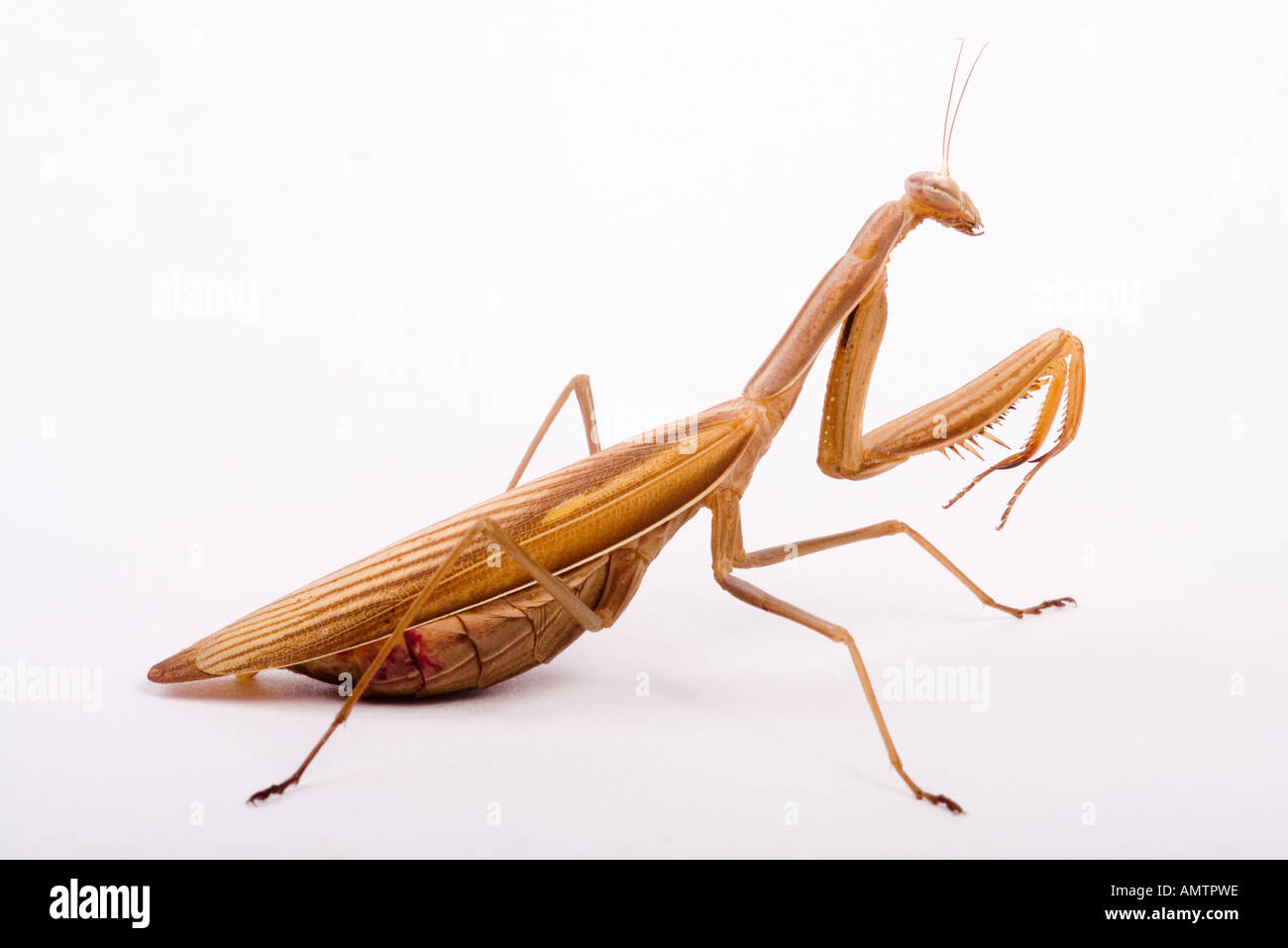 Praying Mantis (Mantis religiosa Stock Photo - Alamy