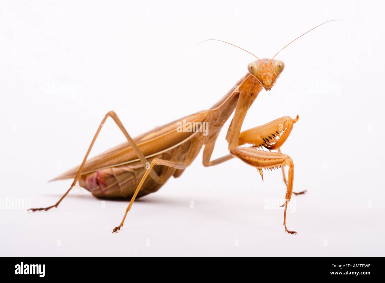 Praying Mantis (Mantis religiosa Stock Photo - Alamy