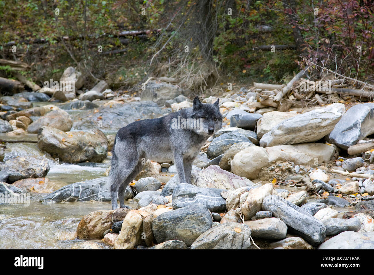 An adult lone male north american Grey Wolf crossing forest stream ...