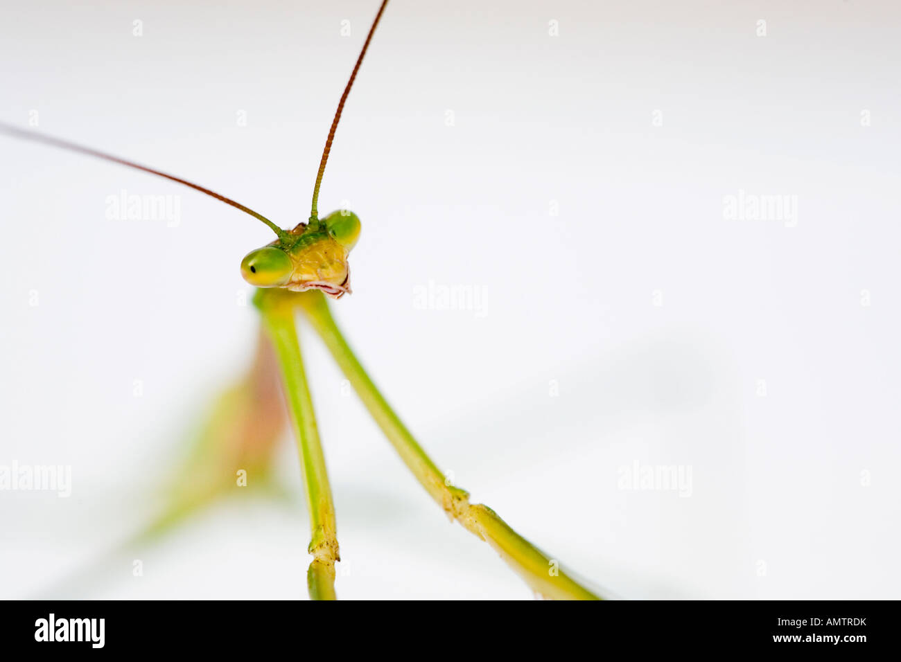 Praying mantis portrait on white Stock Photo - Alamy