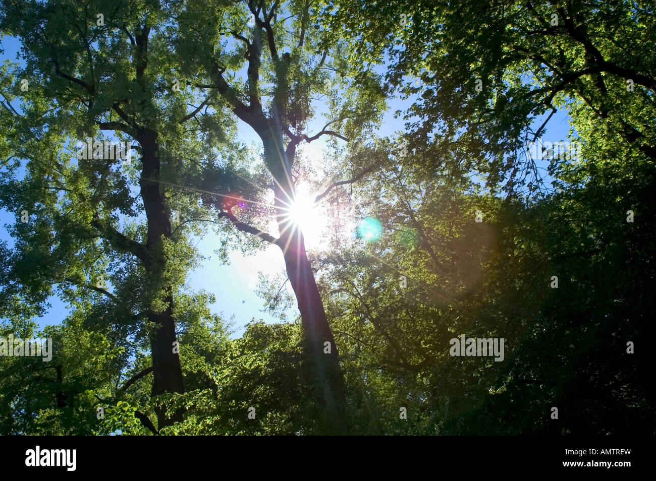 Sun shining through treetops Stock Photo - Alamy