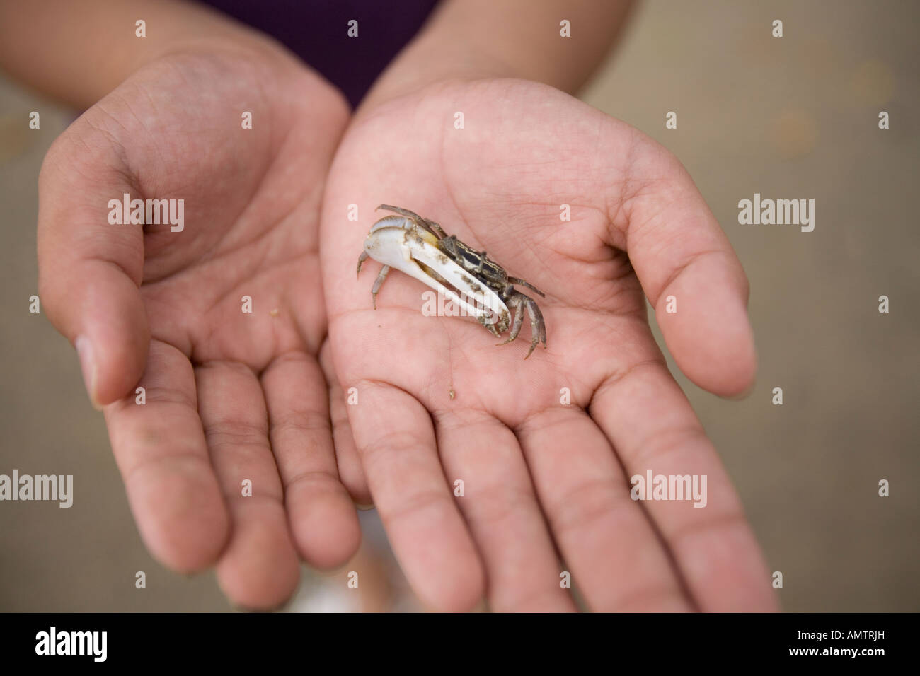 Small crab on boy's hand Stock Photo - Alamy