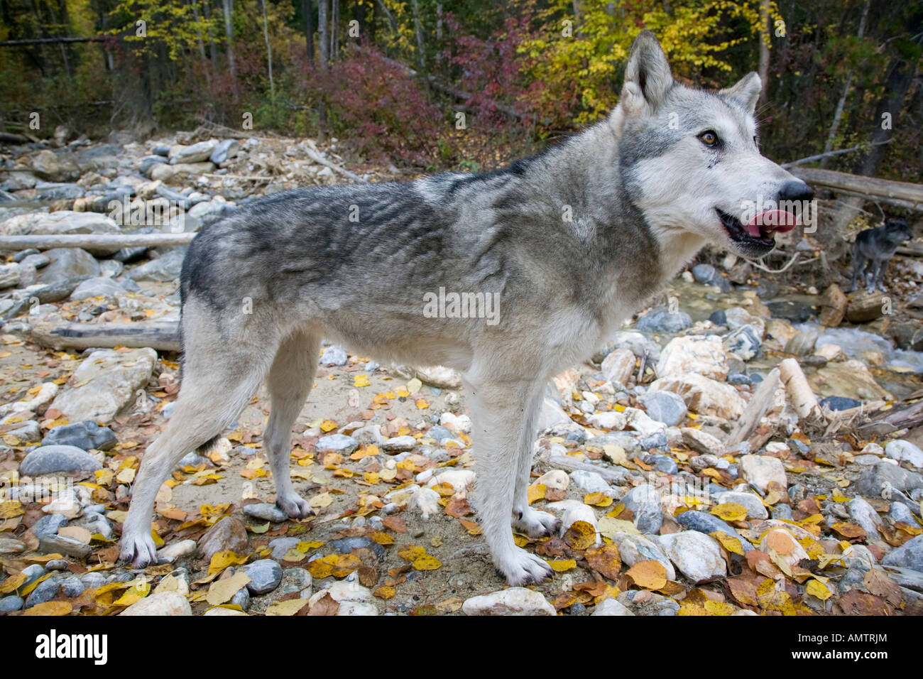 An adult female north american Grey Wolf Stock Photo - Alamy