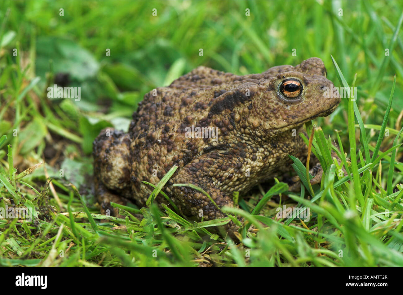 Common toad garden hi-res stock photography and images - Alamy