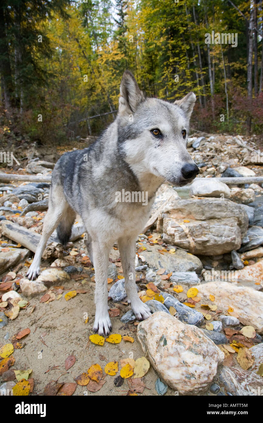 An adult female north american Grey Wolf Stock Photo - Alamy