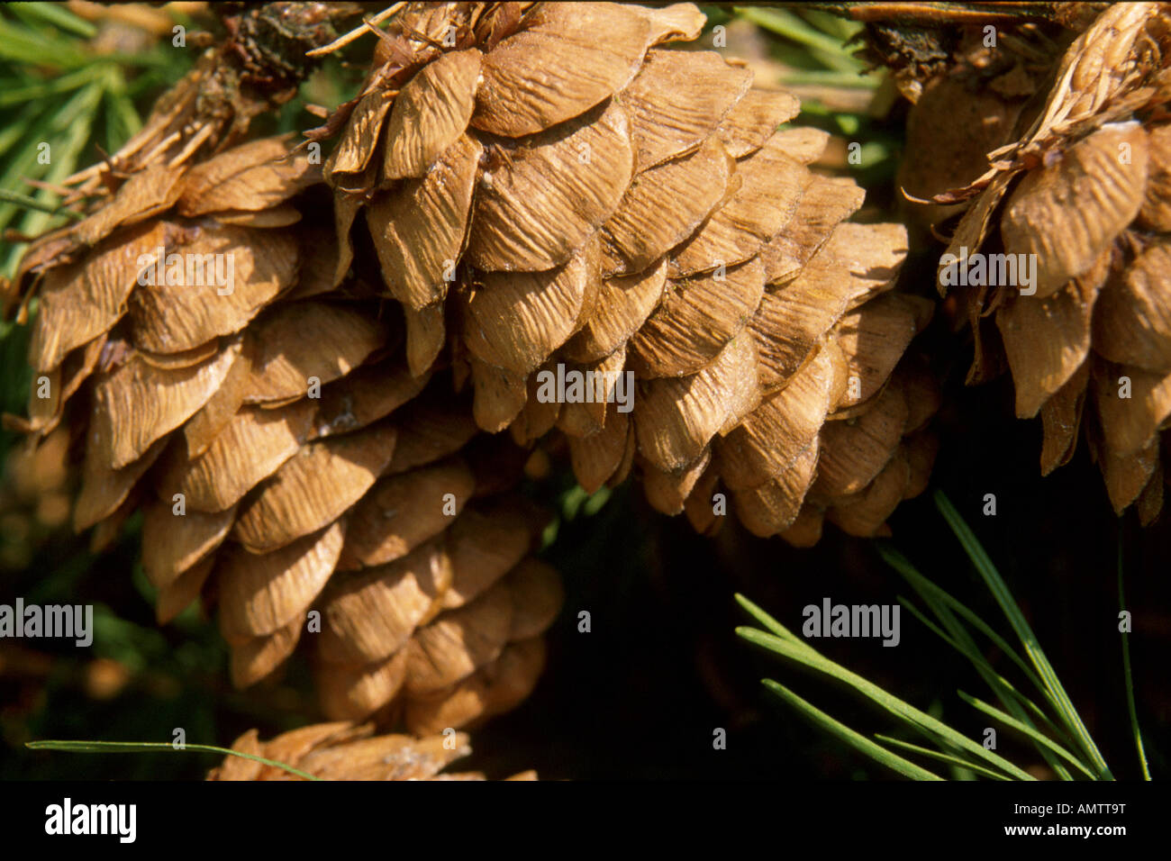 Carry me seed hi-res stock photography and images - Alamy