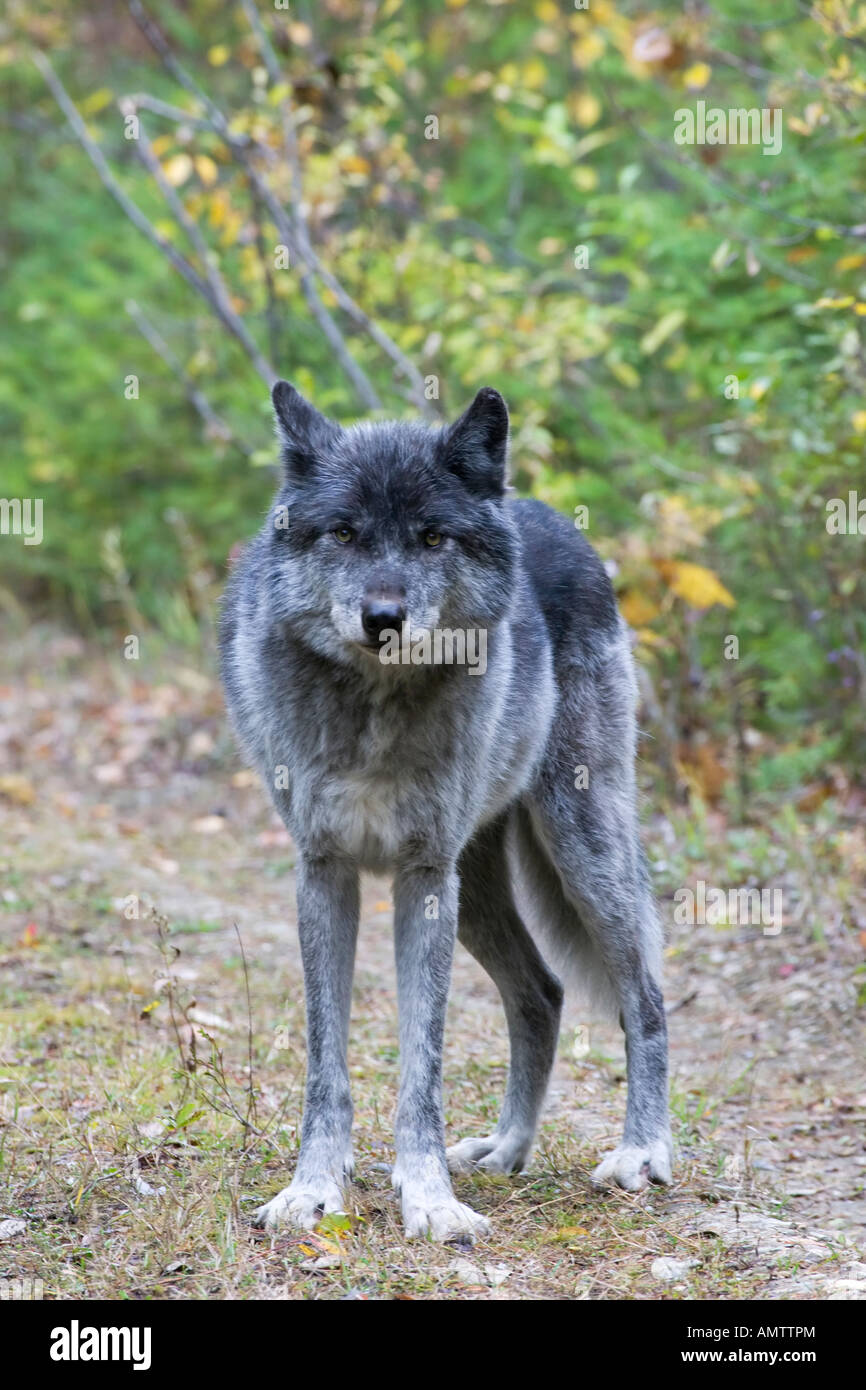 An adult lone male north american Grey Wolf Stock Photo - Alamy