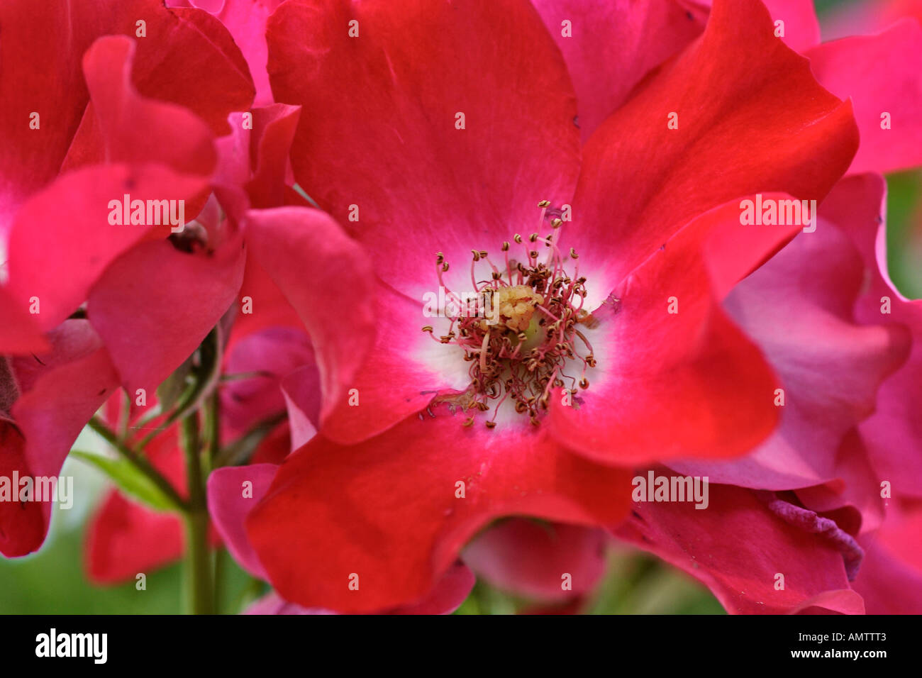 Rose in the Rosarium Uetersen, Schleswig Holstein, Germany Stock Photo ...