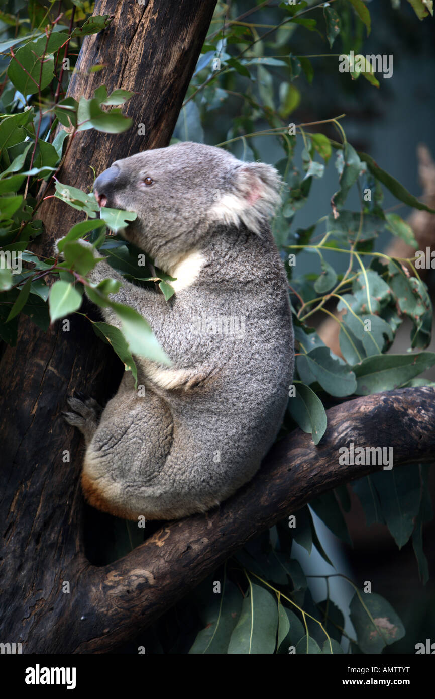 Hungry Koala up a tree Taronga Zoo Sydney Australia Stock Photo - Alamy