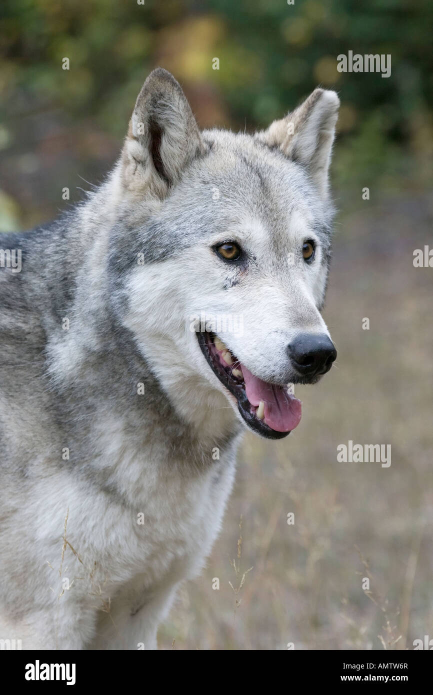 An adult female north american Grey Wolf facial study Stock Photo - Alamy