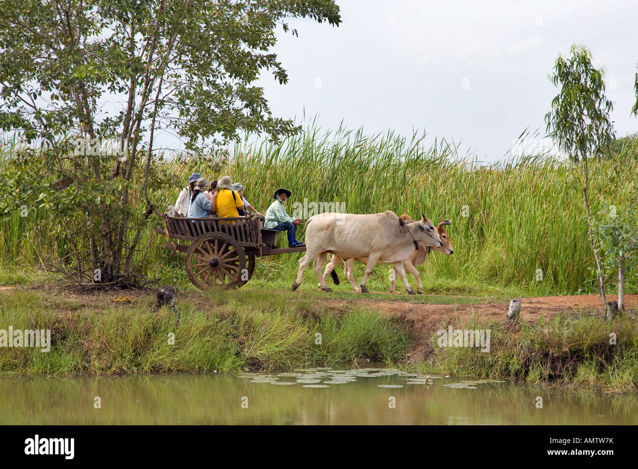 Asian Tourist Bullock Cart, ox cart or bullock carriage in the rural ...
