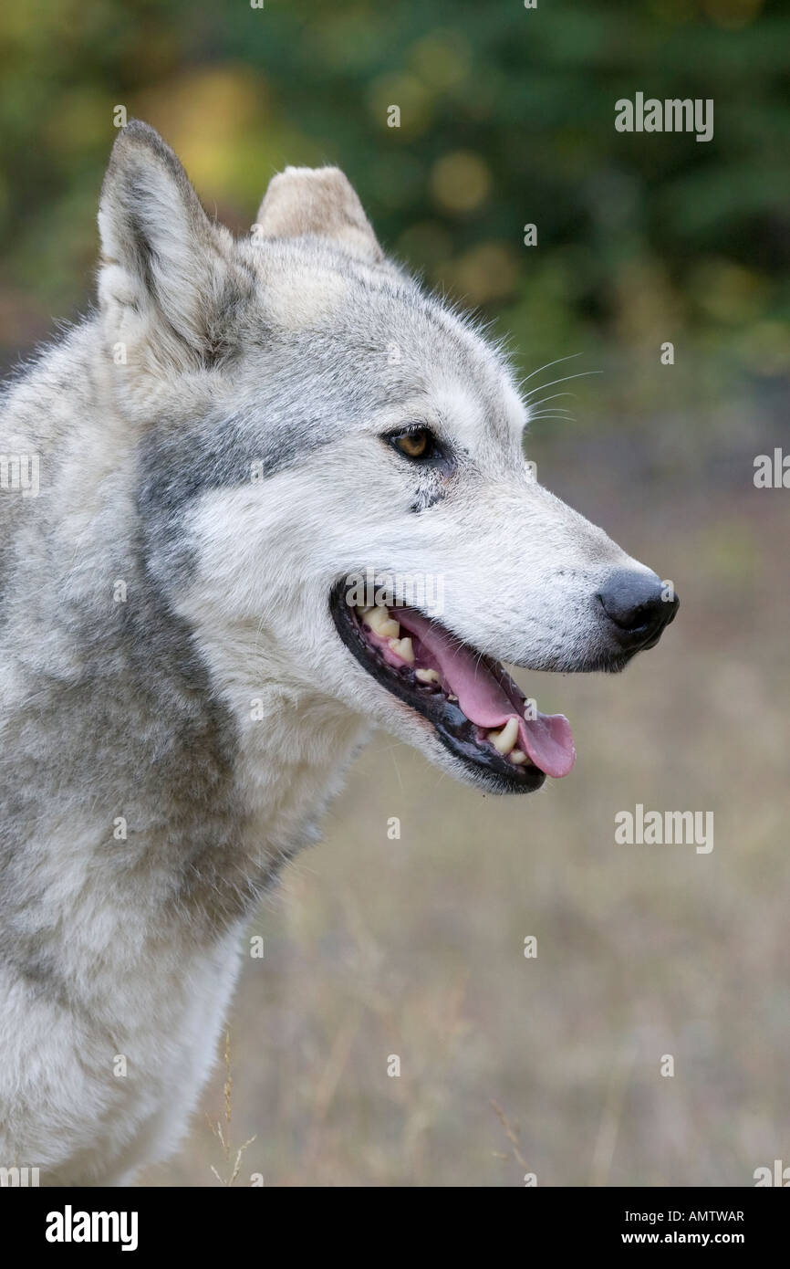 An adult female north american Grey Wolf facial study Stock Photo - Alamy