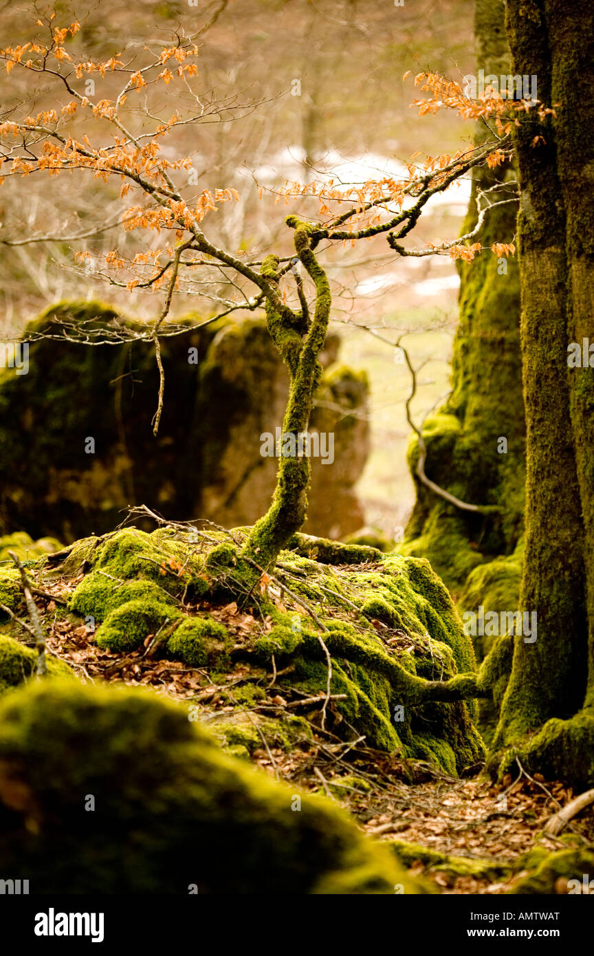 Tranquility Forest
