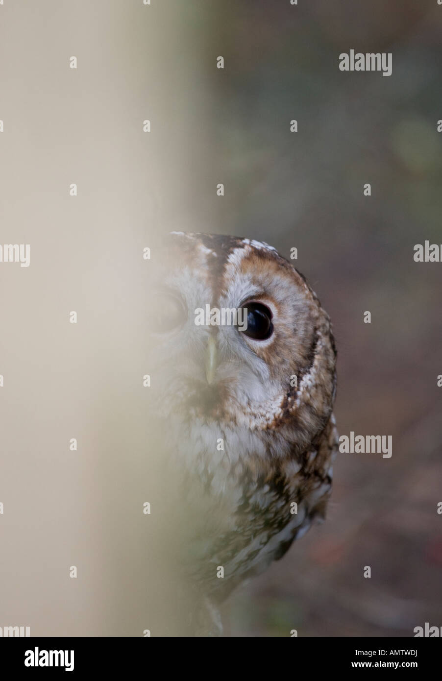Tawny Owl peering around a tree in native woodland uk Stock Photo - Alamy