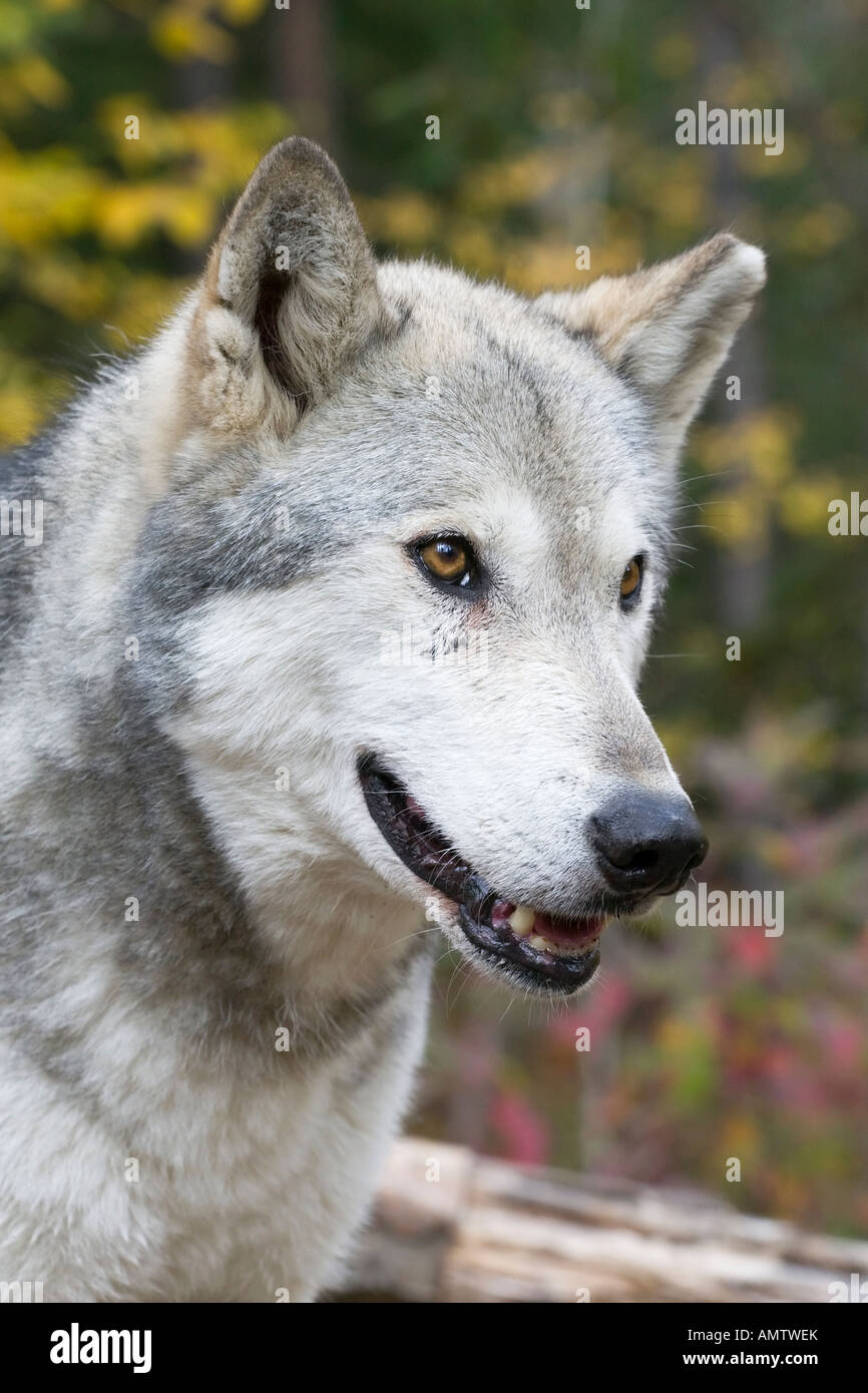 An adult female north american Grey Wolf facial study Stock Photo - Alamy