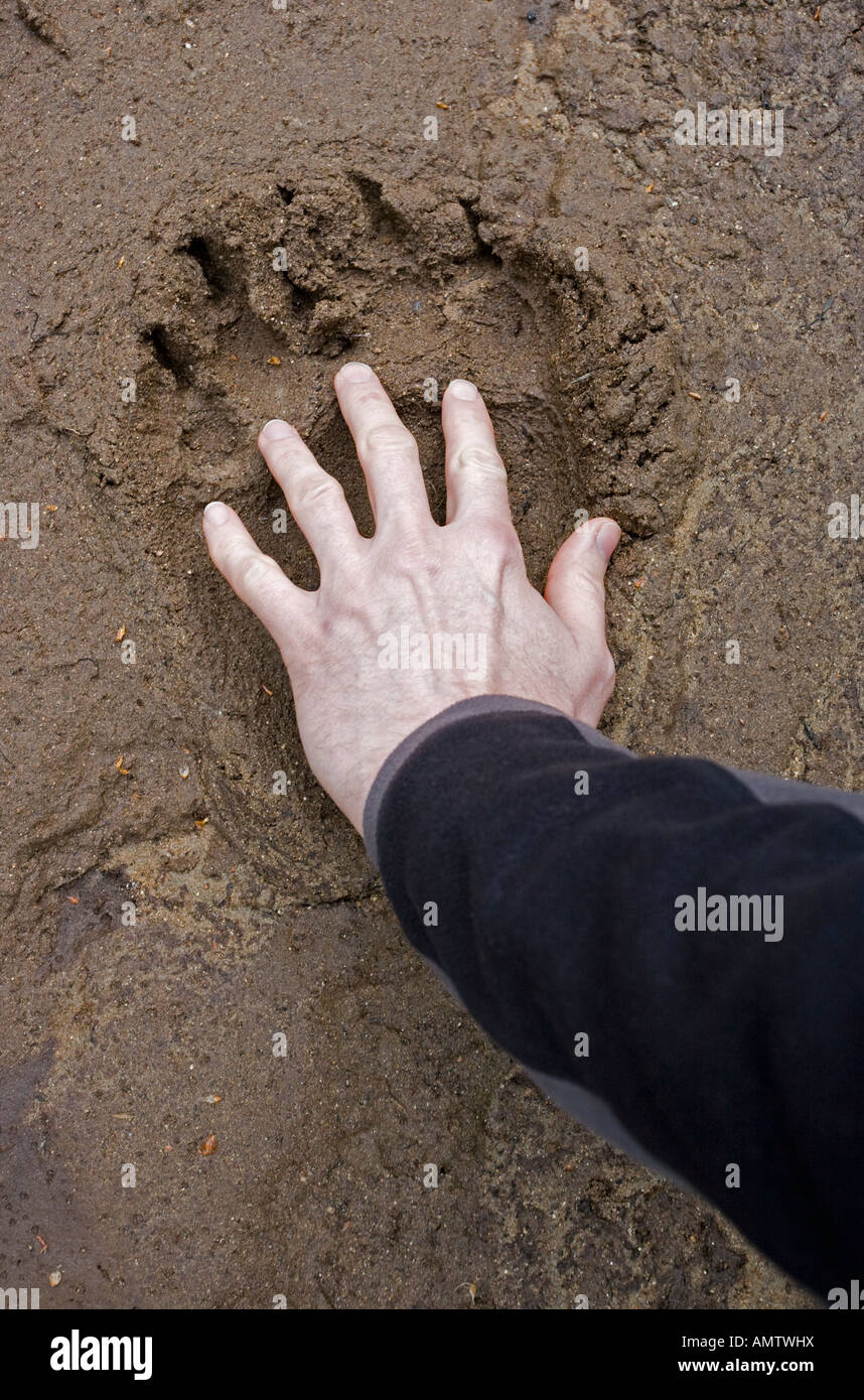 Bear paw print with human hand showing the difference in size Stock ...