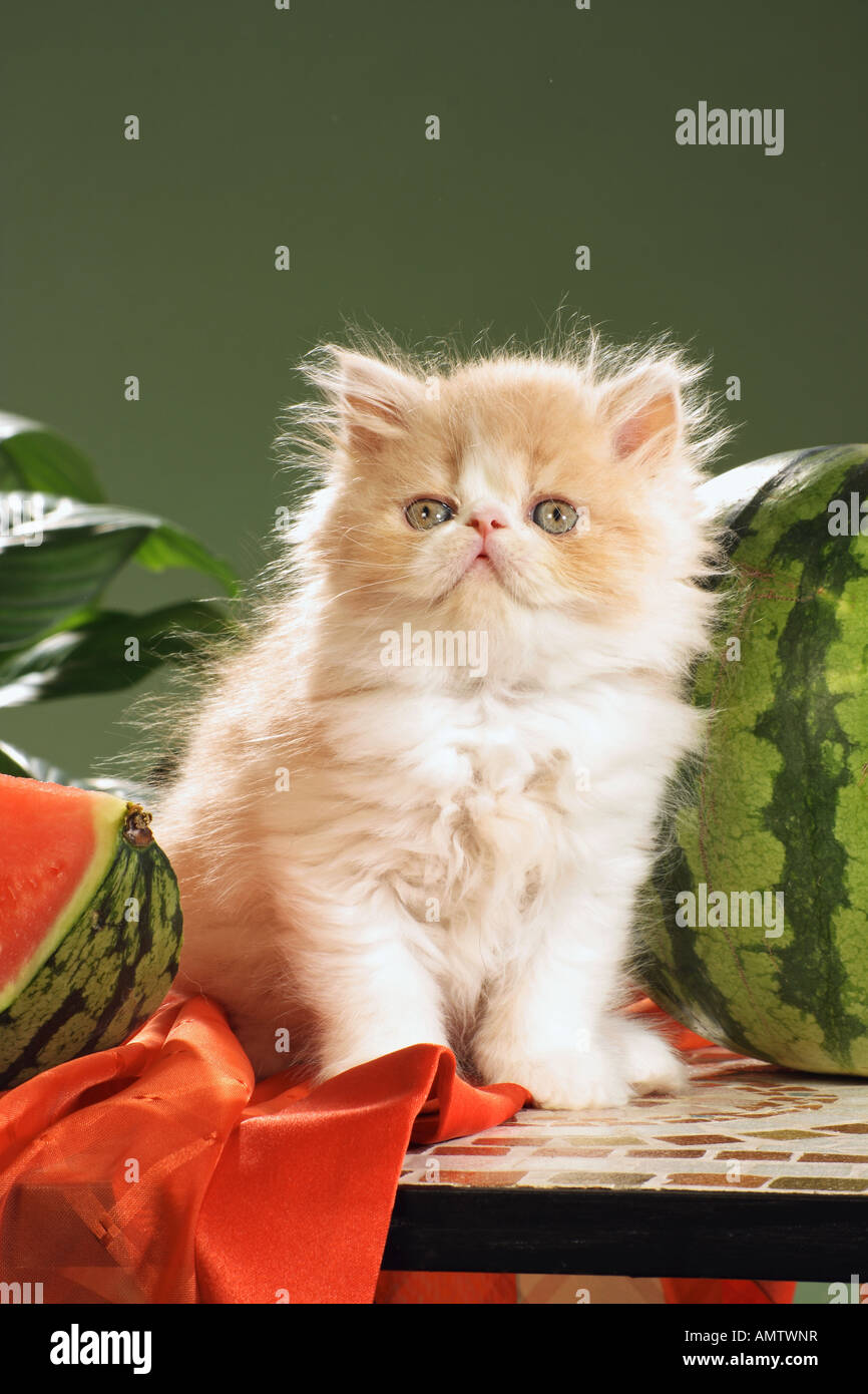 Persian cat - kitten sitting next to melon Stock Photo - Alamy