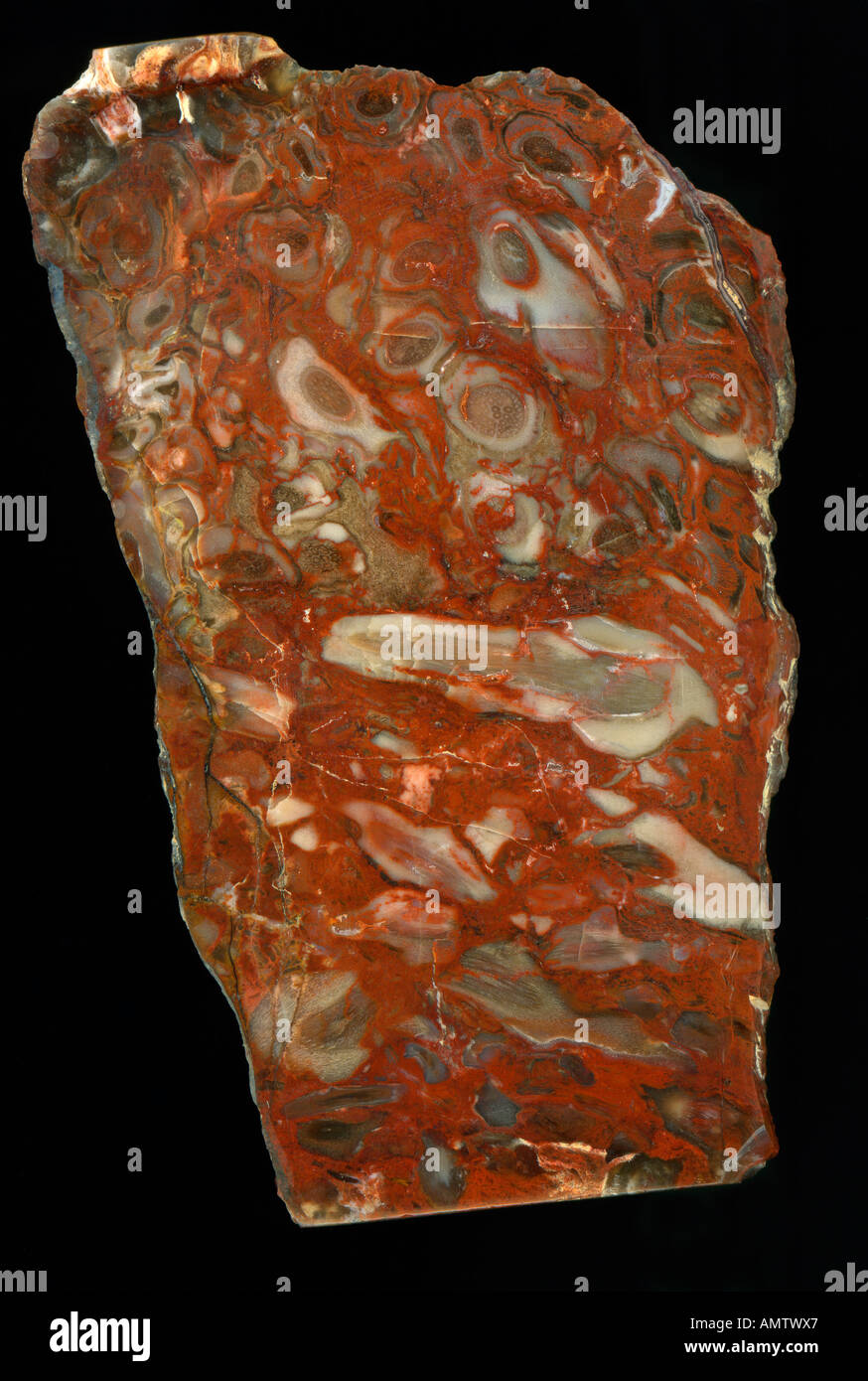Petrified dinosaur bone cross section hi-res stock photography and ...